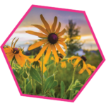 Our Story – Little Flowers Early Learning Development Center